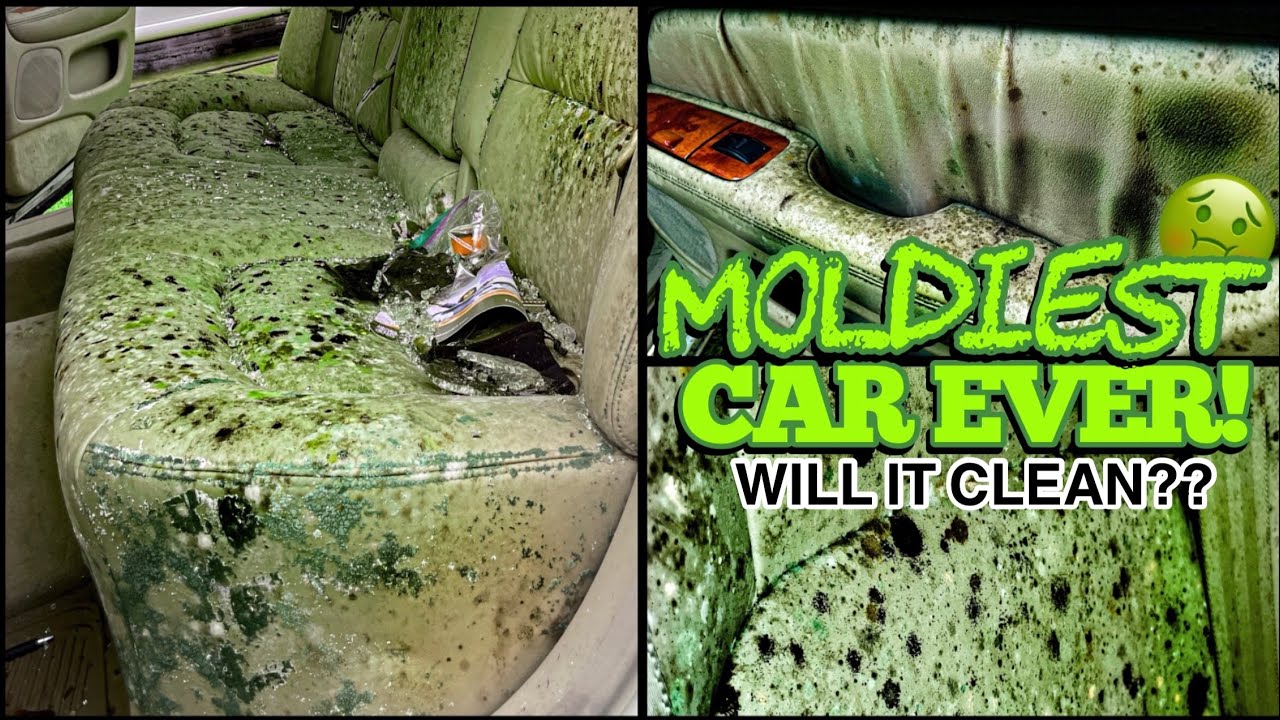 Deep Cleaning the MOLDIEST BIOHAZARD Car You've Ever Seen - You Won't ...
