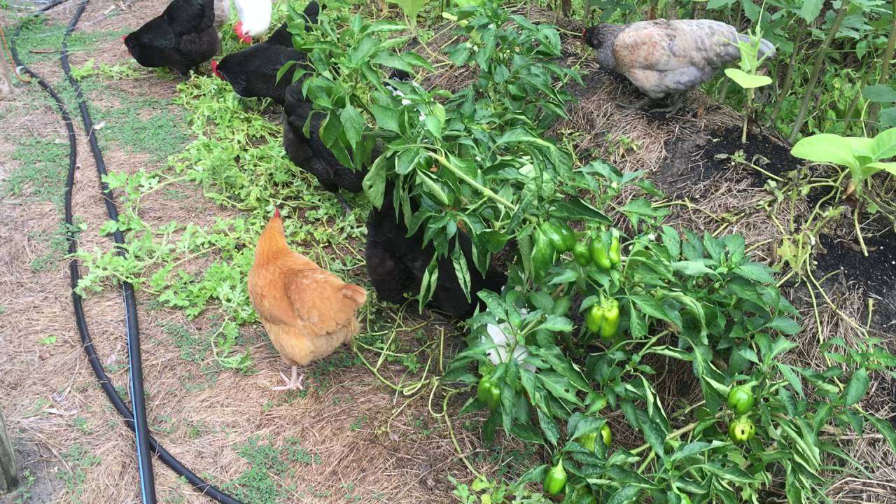 Tail Wagging Happy Hens - YouTube