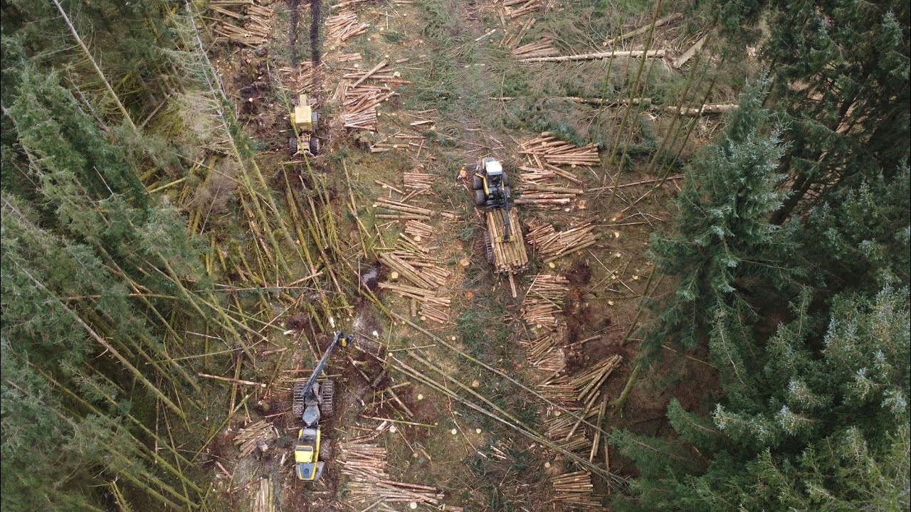 An assortment of trees falling over - YouTube