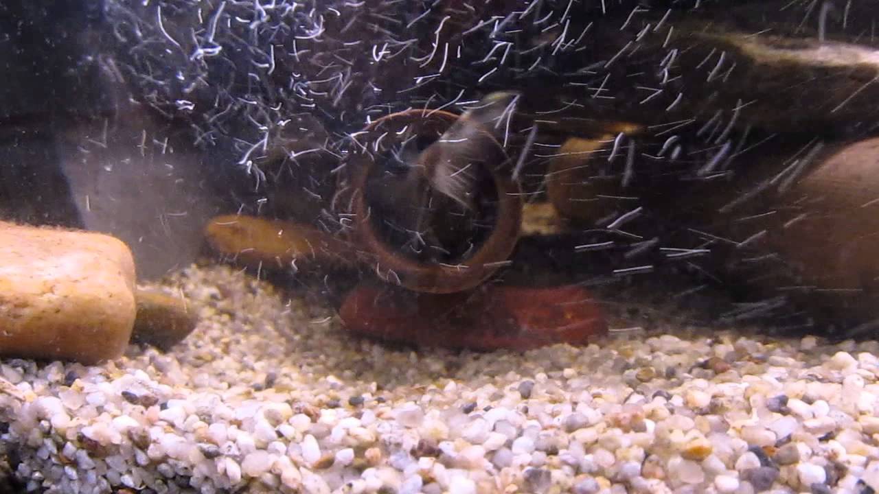 Clown pleco (Panaqolus maccus) spawning (1) - YouTube