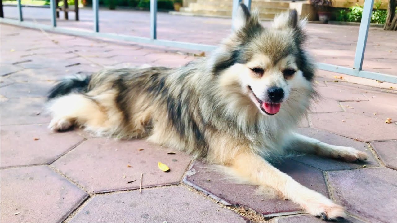 Cute Sexy Dog | Porm Porm is waiting for her master at the workshop 💝 ️ ...