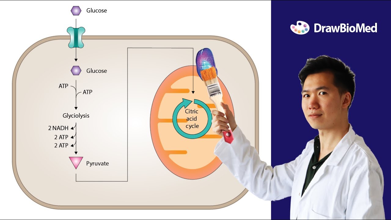 Live stream: NVRM cardiomyocyt - YouTube