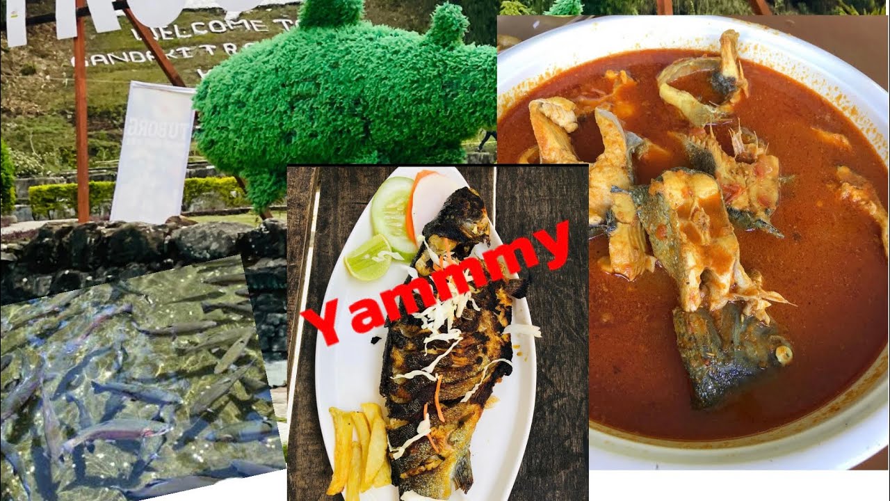 Gandaki Trout Farm Pokhara fish 🐟 koko le khanu vaxa trout fish😋😀 /vlog ...