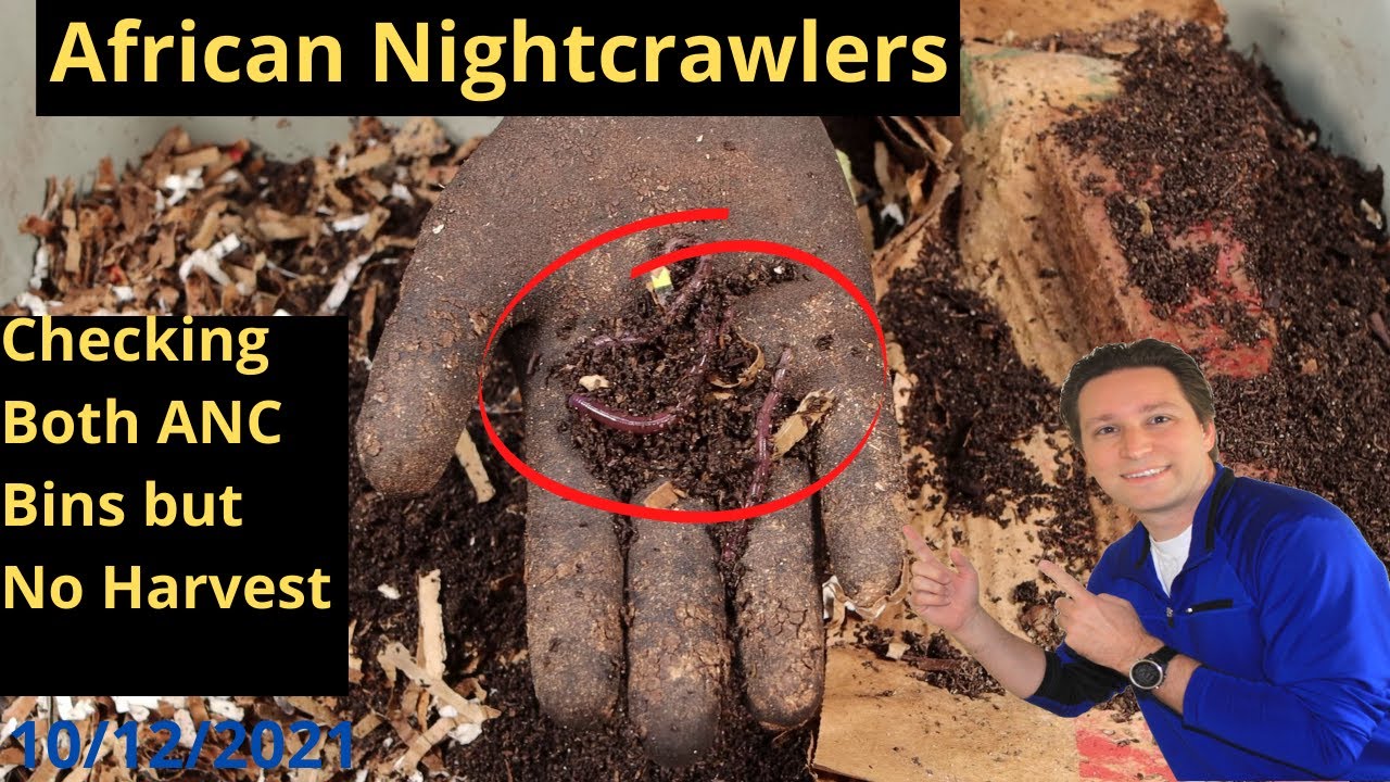African Nightcrawler Bins Update (Food Added) 10/12/2021 - YouTube
