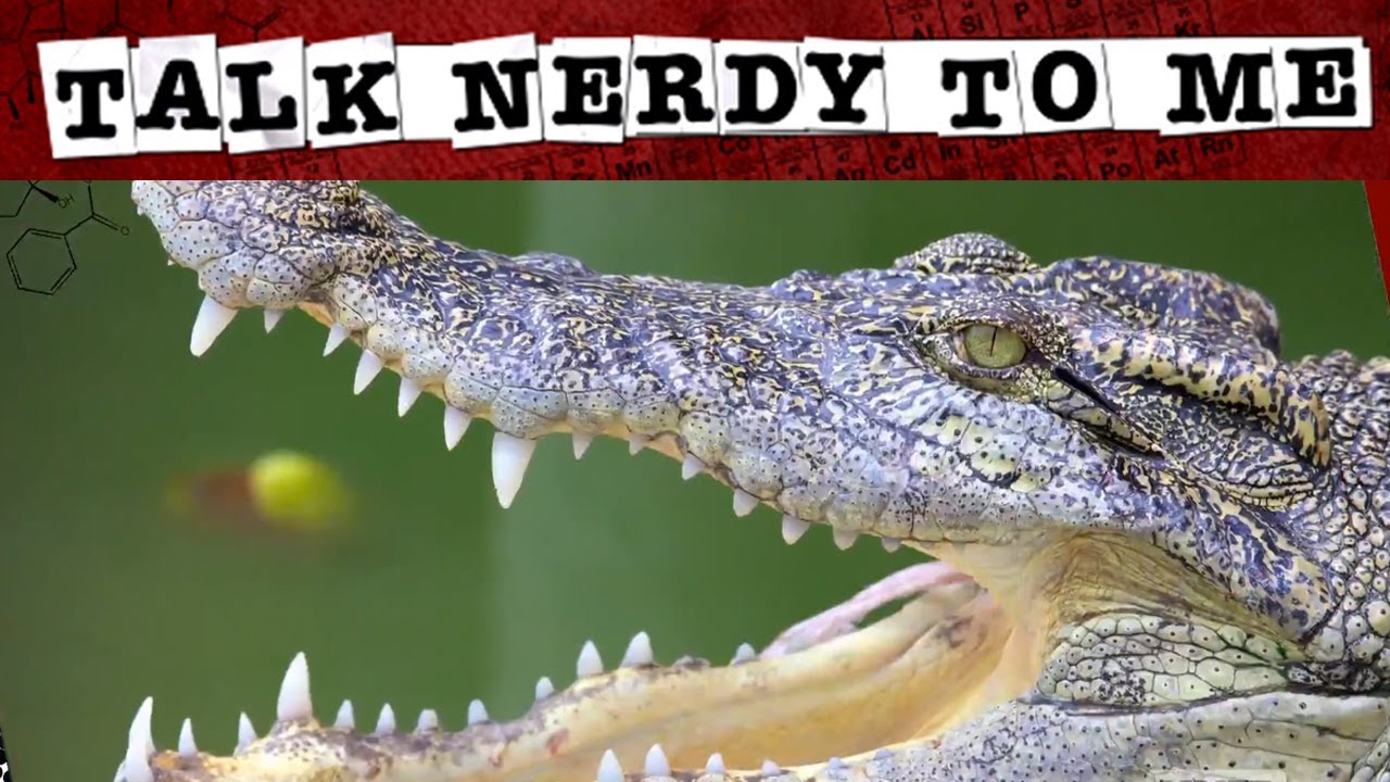 9 Animal Facts and Myths Debunked by Wildlife Experts | TNTM - YouTube