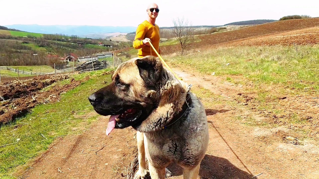 Duman Big Dog Malaklı (Turkish Mastiff) Akm Transilvania Kennel - YouTube