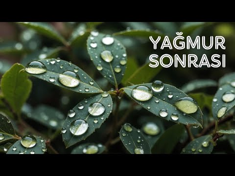 Yağmur Sonrası | Akustik Gitar & Huzurlu Yaylılar Fon Müziği