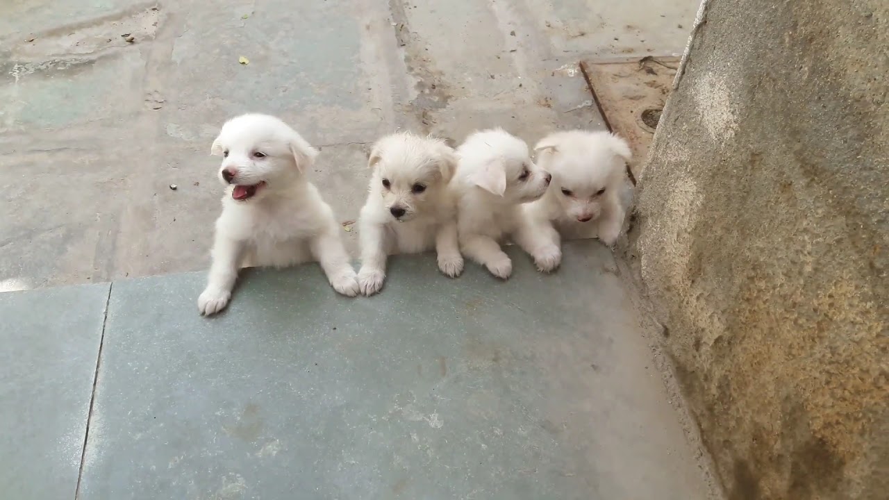 cute little Indian Spitz puppies after 2 months - YouTube