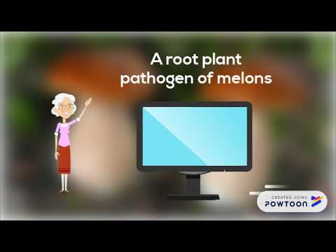 Olpidium bornovanus - YouTube