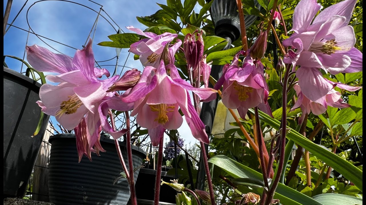Beautiful Spring Birds Chirping - Gardening Repotting Weeding Yard Work - YouTube