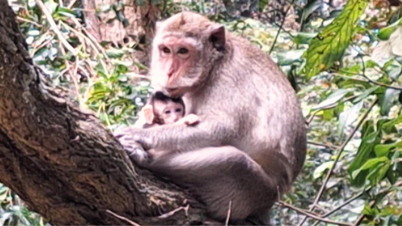 What Happens When Monkeys Meet a New Friend? - YouTube