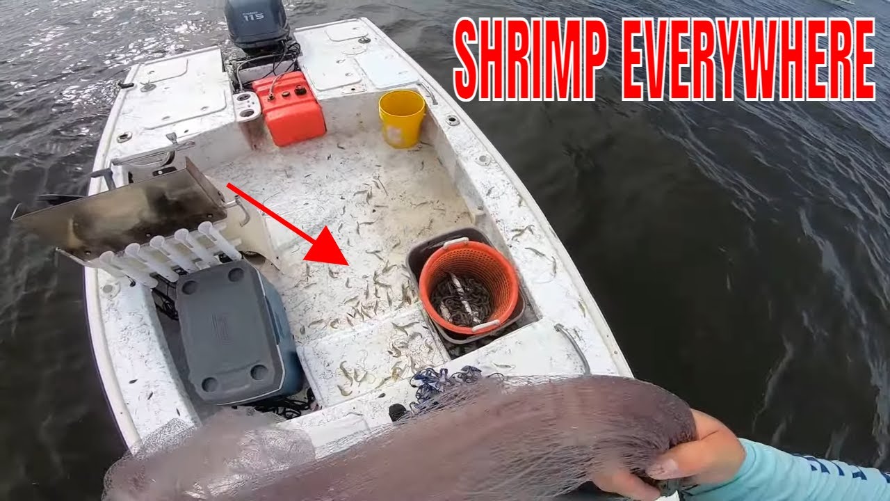 CAST NETTING SHRIMP by the NET FULL - YouTube