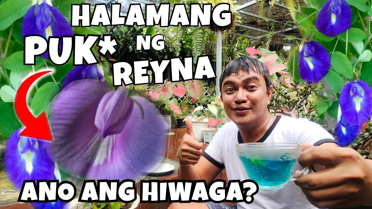 PUKI-REYNA PLANTS (PUKINGAN) | CLITORIA TERNATEA AMAZING BENEFITS |BLUE ...
