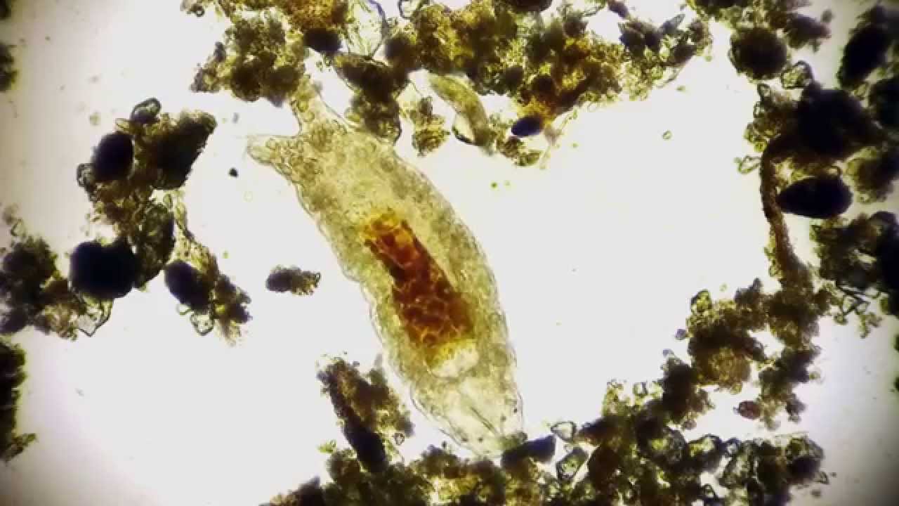 Bärtierchen - Tardigrada - Tardigrade - waterbears - moss piglets ...
