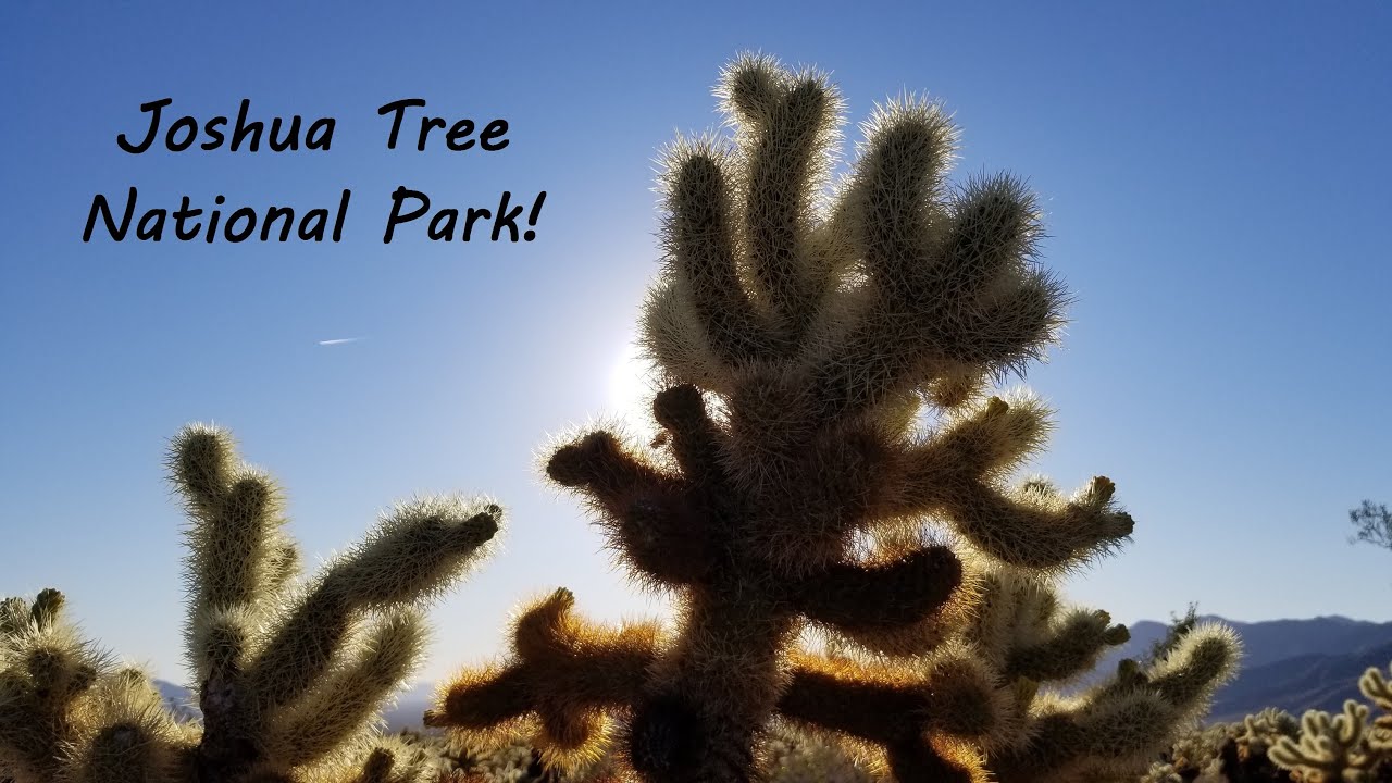 Joshua Tree National Park - February 2022 - YouTube
