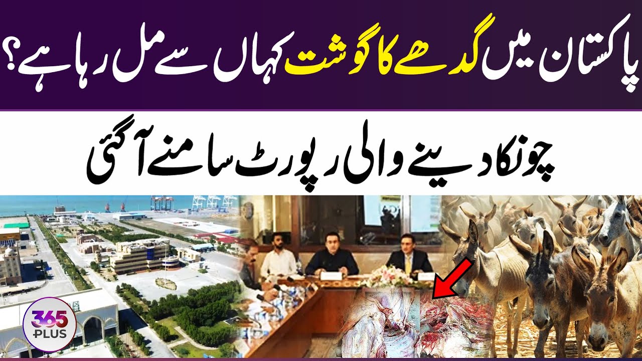 First donkey slaughterhouse established in Gwadar | 365 Plus - YouTube