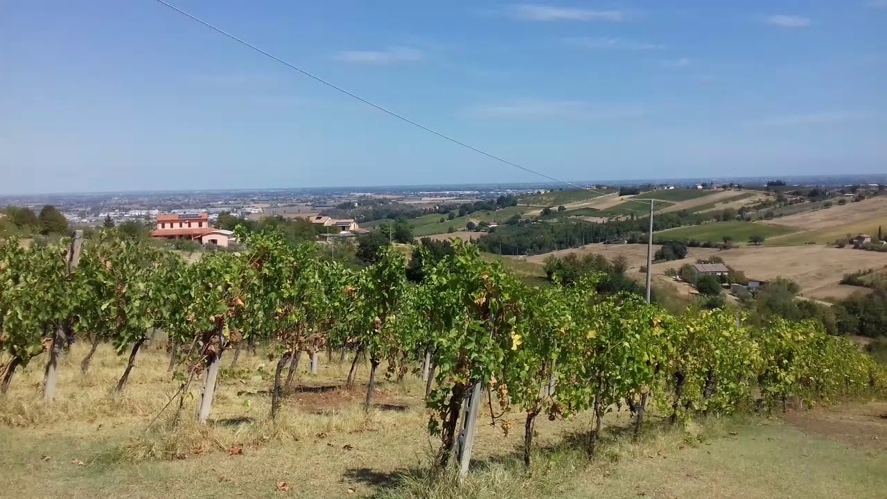Lupinoro a bertinoro (fc) piscina per cani - YouTube