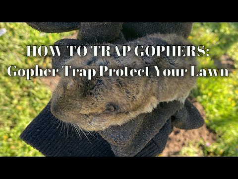 HOW TO TRAP GOPHERS: Gopher Trap Protect Your Lawn. Part 2 - YouTube