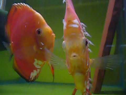 Discus Laureano red malboro pareja con crías. - YouTube