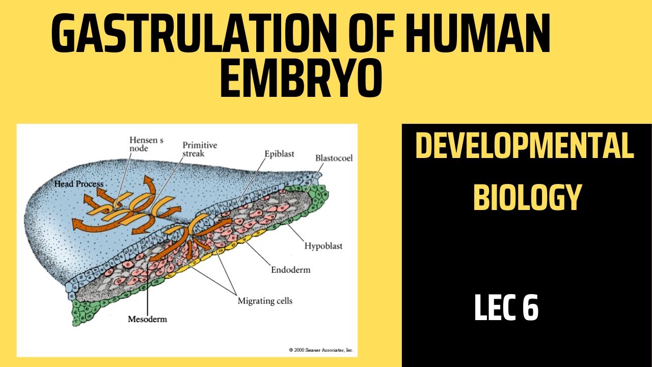 Lec 6- Gastrulation of Human Embryo - YouTube