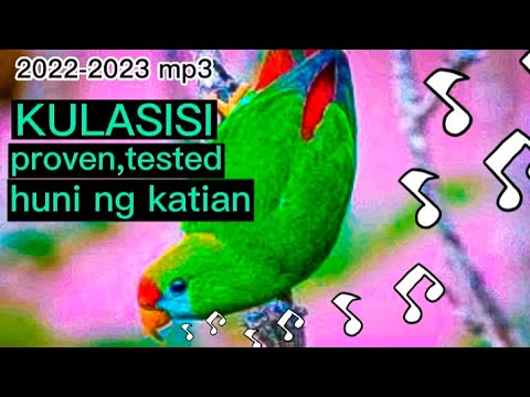 PHILIPPINE HANGING PARROT SOUND | HUNI NG KULASISI #huntsman_ph - YouTube