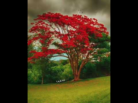 WhatsApp üçün yeni video və mahnı 2021 mp3 ‎@Novruz Heziyev 