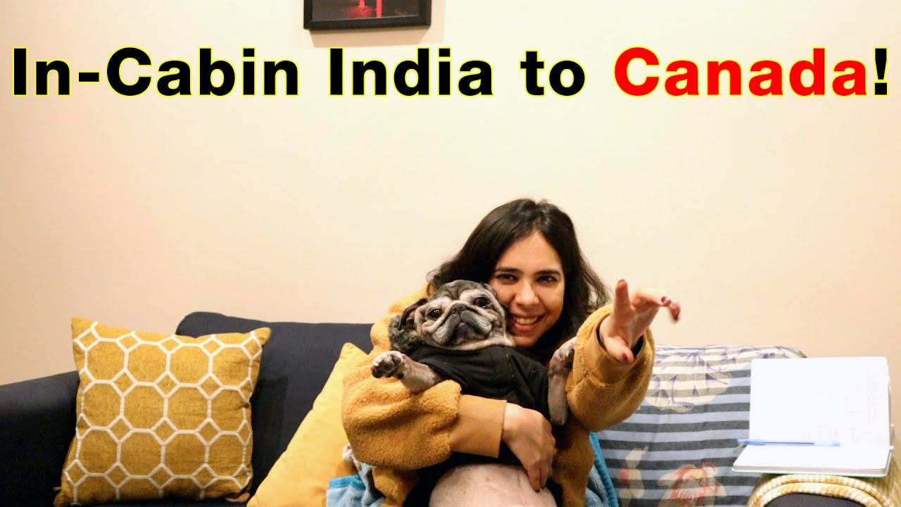 How To Bring Your Pet To Canada YouTube how-to-bring-your-pet-to-canada-youtube