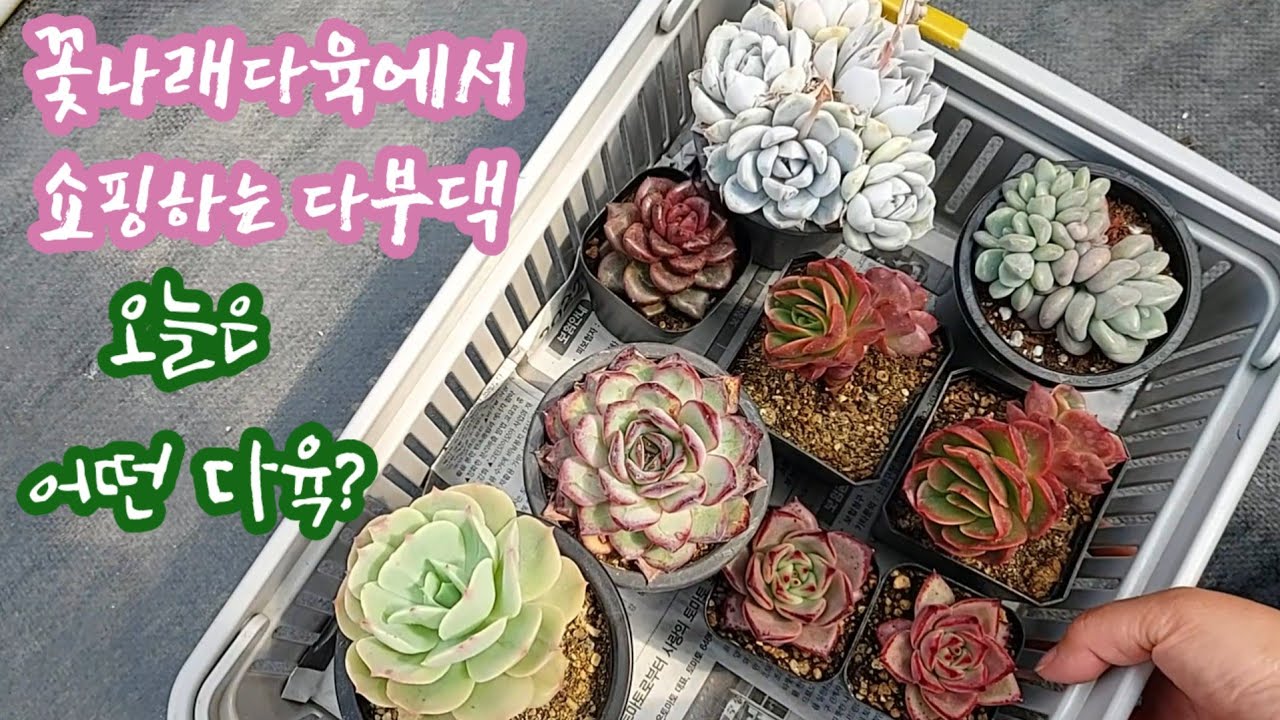 꽃나래다육에서 쇼핑하는 다부댁 오늘 어떤 다육이 쇼핑하는지 함께 해요~ 오늘 꽃나래다육에서 소개한 다육이도 함께 보세요