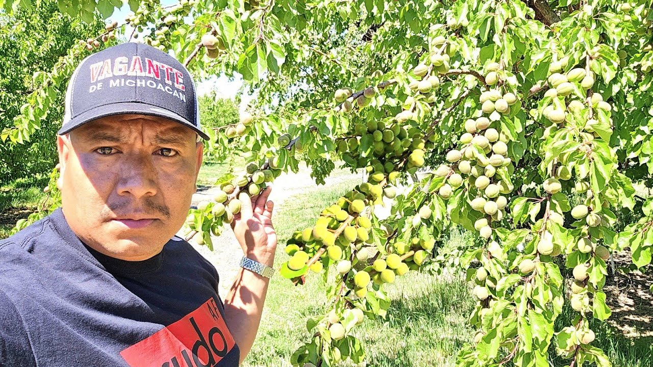 Increíble huerta de chabacano así luce esta huerta - YouTube