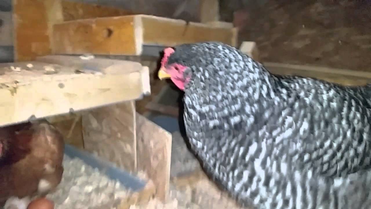 Geek and Chicken Egg production increasing - YouTube