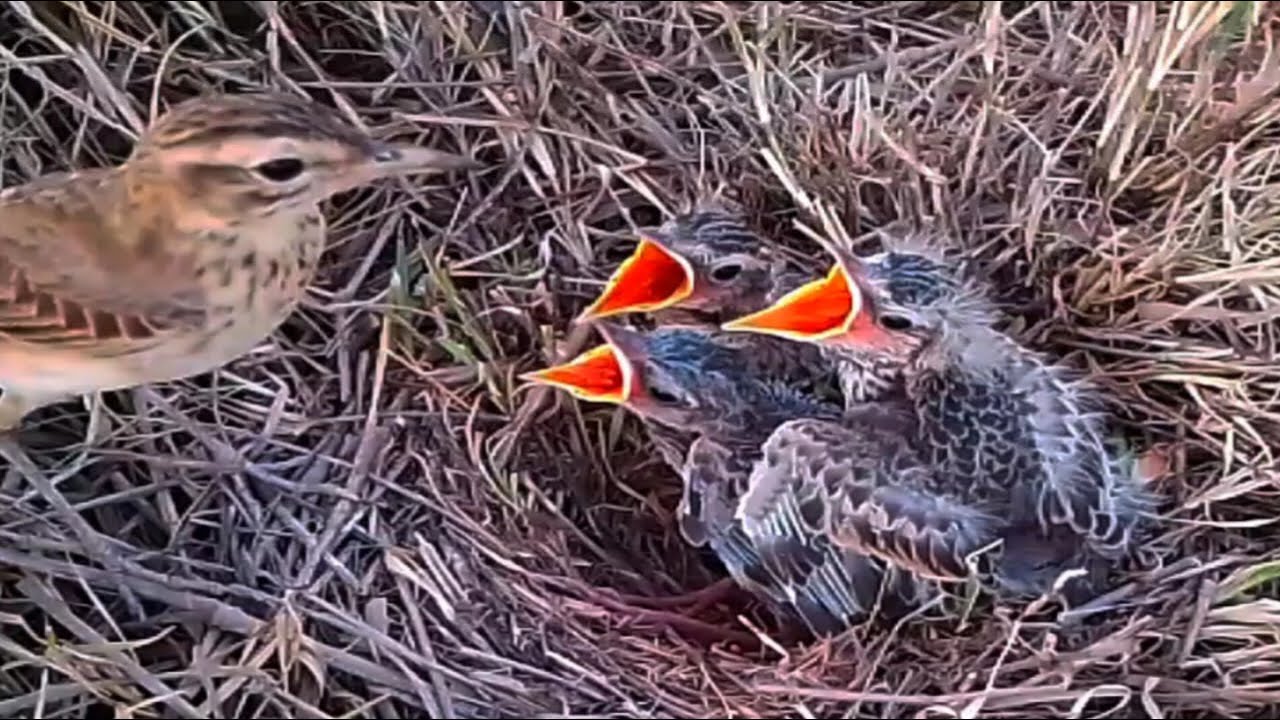 African pipit Three baby birds cry for food - YouTube