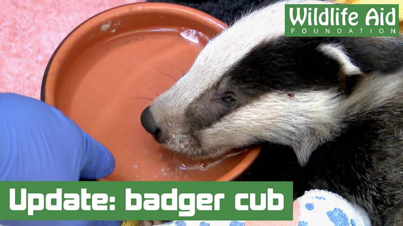 Update on the very ill badger cub - YouTube