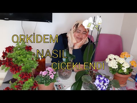 💥#ORKİDEM NASIL#ÇİÇEKLENDİ? NASIL #SULADIM? NASIL#BAKTIM?👏🪴