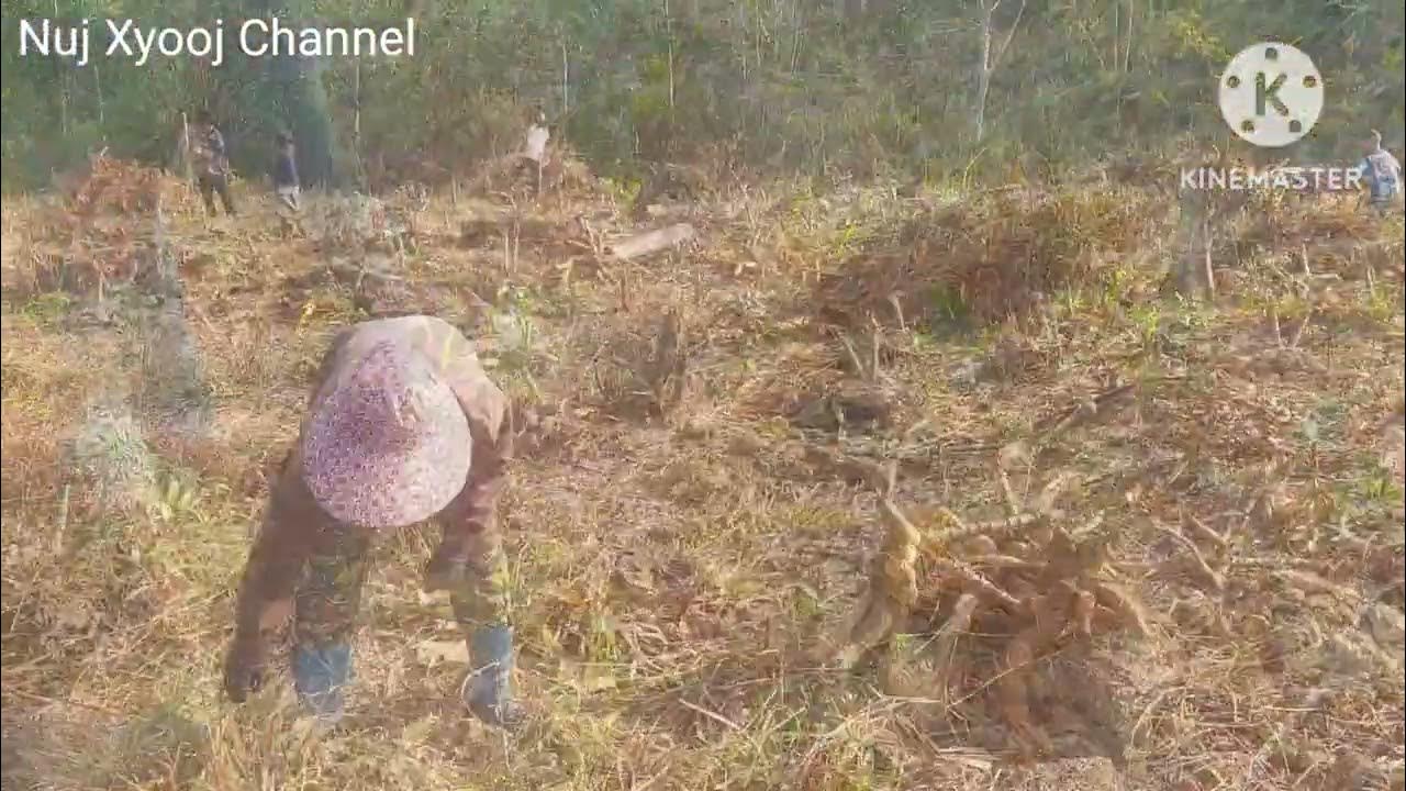 hunb no coj tus niam tsev peb mus khaw qos - YouTube