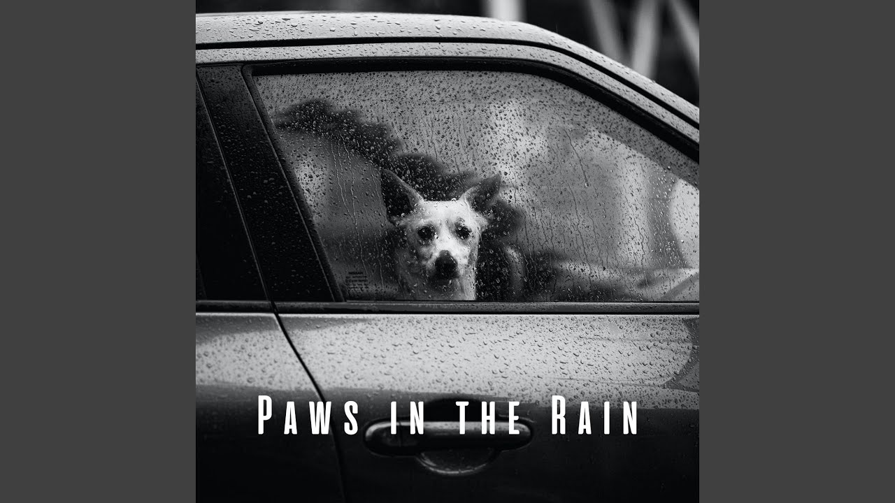 Mellow Tones for Restful Paws - YouTube