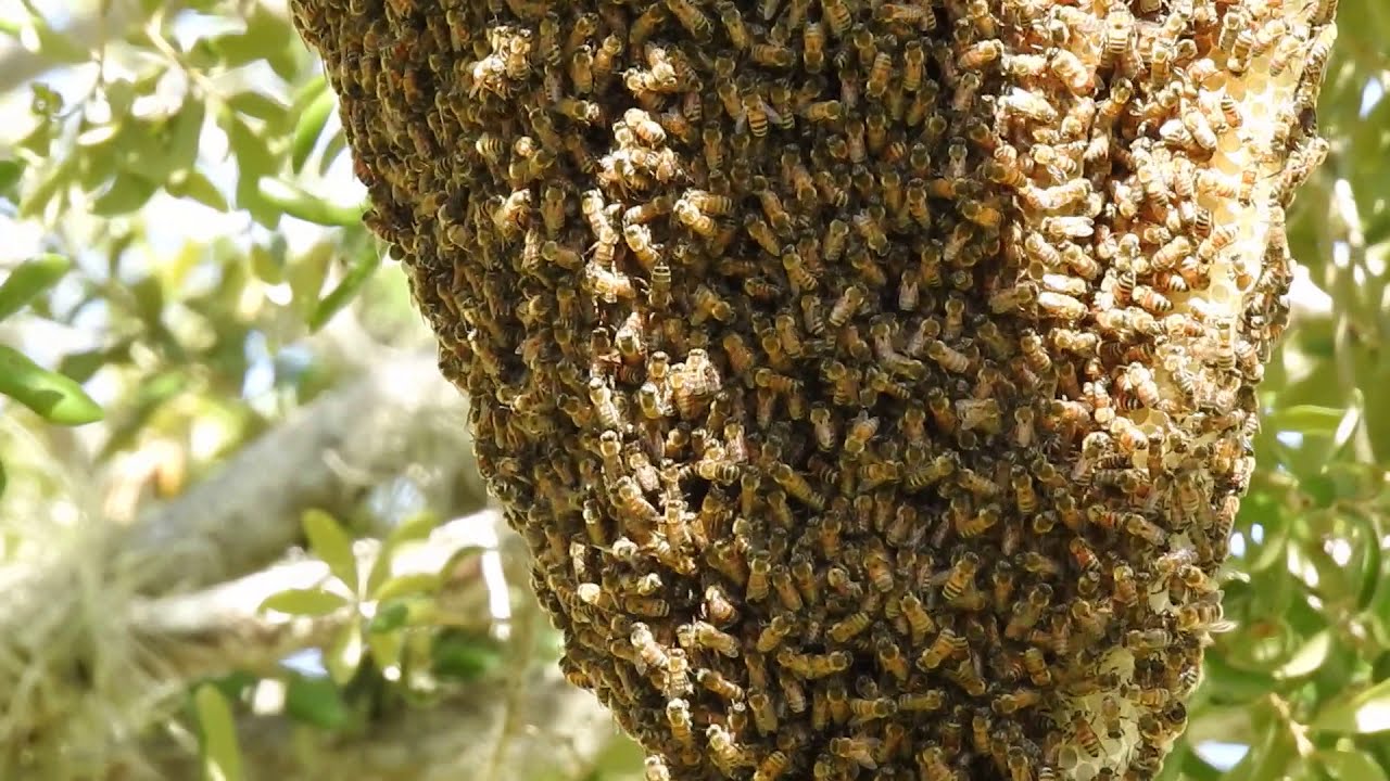 Feral Bee Hive Comb - YouTube