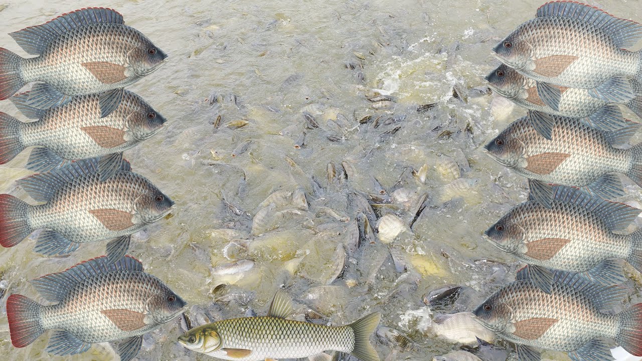 Amazing fish scene | The view of feeding the fish | very beautiful ...
