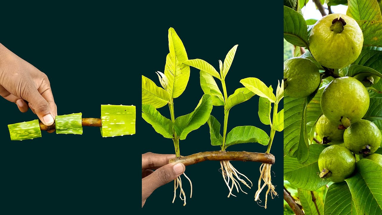 Amazing Rooting Guava Tree Cutting In Aloe Vera {New Techniques ...