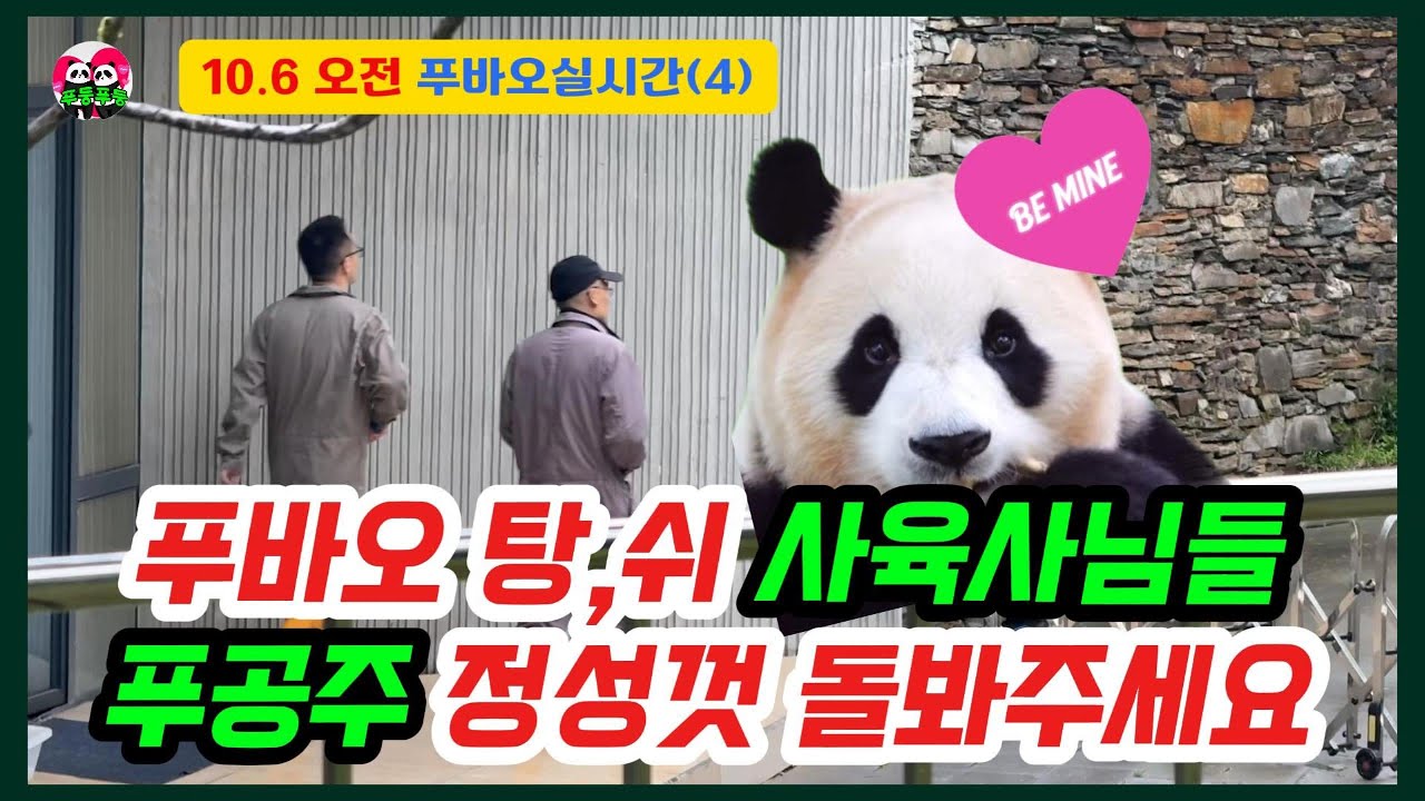 🍒10.6 오전(4) 푸바오 탕바오, 쉬바오님💥푸야 많이 아껴주세요~! #푸바오근황 #푸바오실시간 #fubao #푸바오 ...