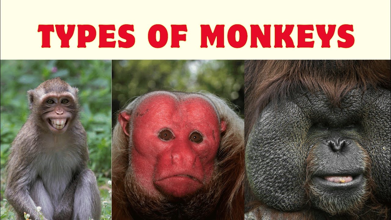 Different types of Monkeys and their Sounds - YouTube