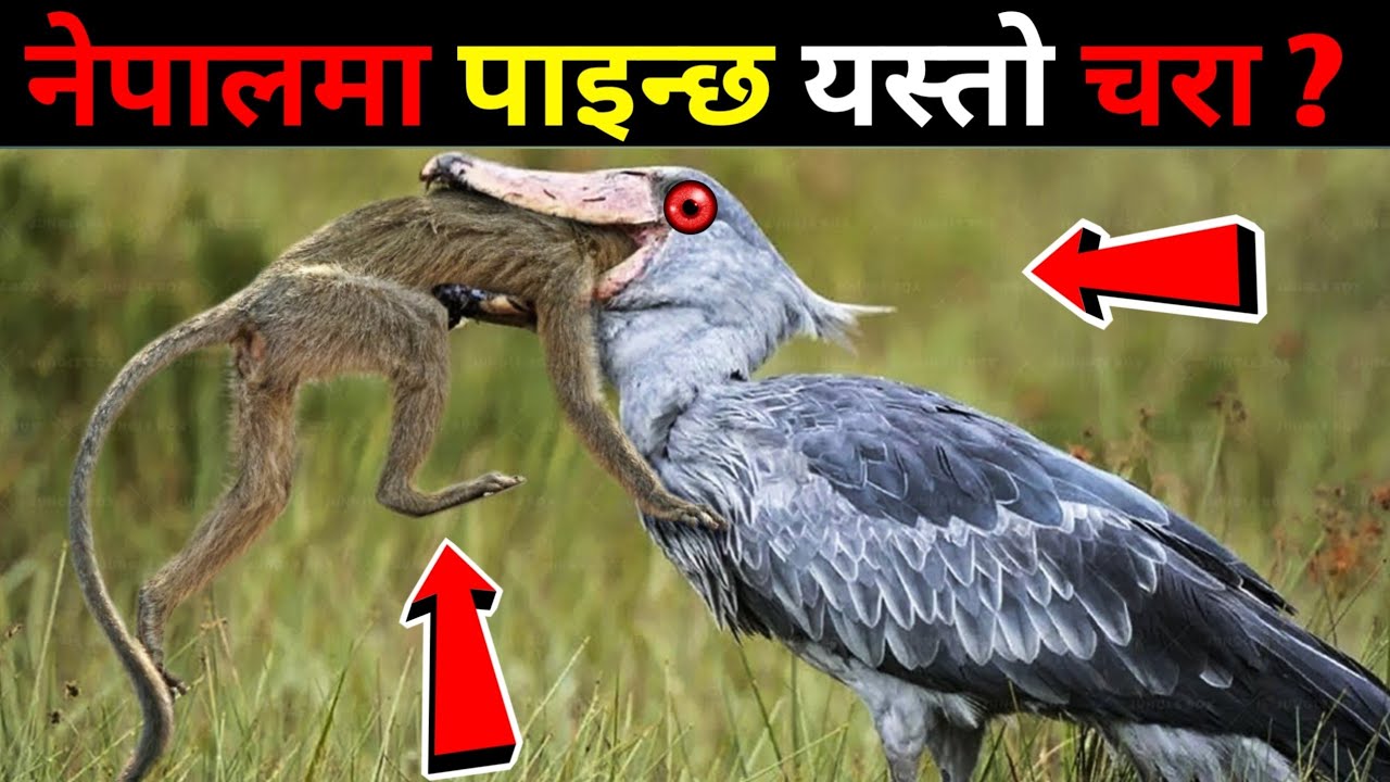नेपालमा पाइने अनौठा चराहरु || Rarest Birds Found In Nepal || Birds Video in Nepali - YouTube