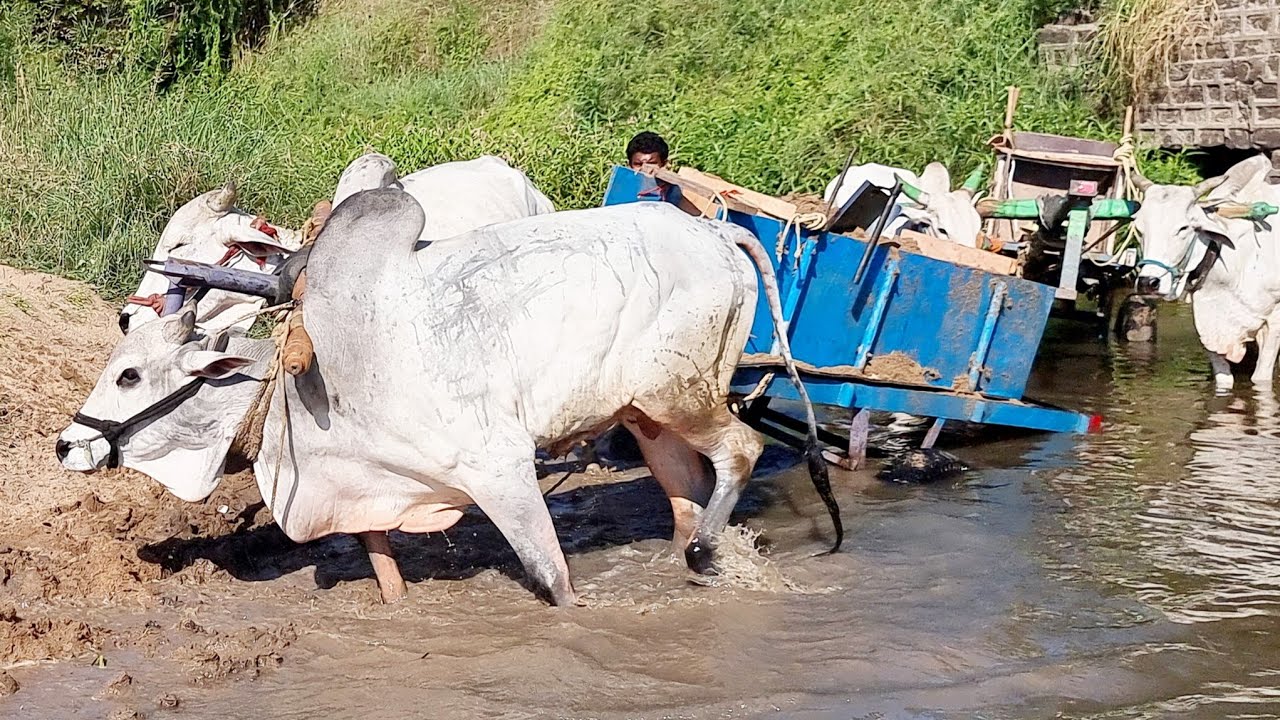sandy cart pulling ox-bulls videos-oxen videos-cattle videos-bull video ...