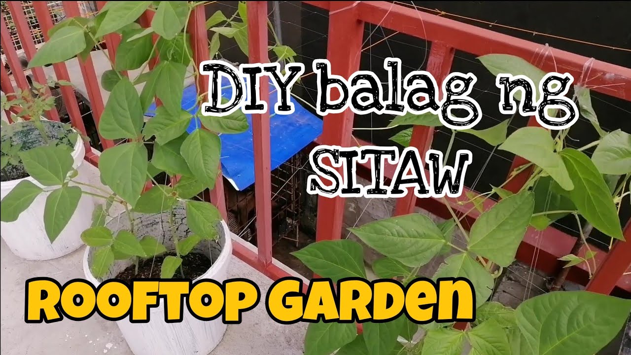 DIY pag gawa ng BALAG ng SITAW sa Rooftop Garden || DIY PODS BEANS ...