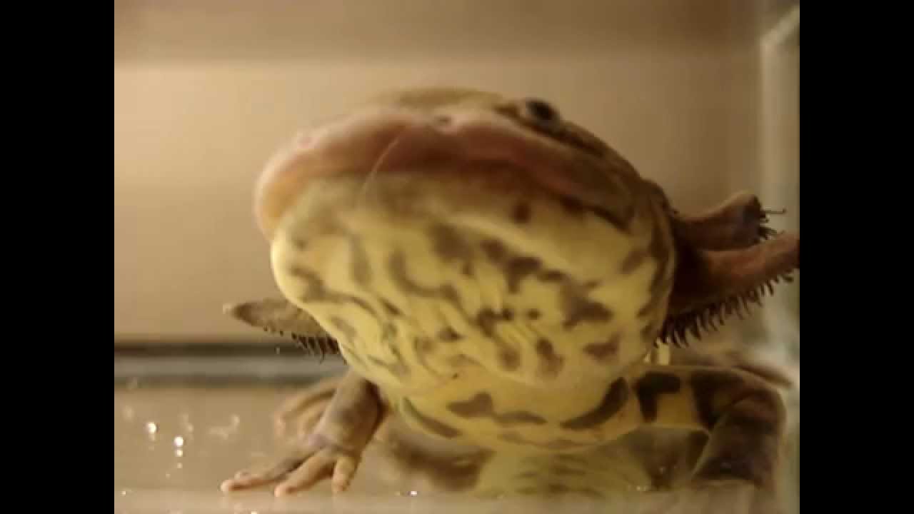 Mud-Puppy that We Caught from the River! :o - YouTube