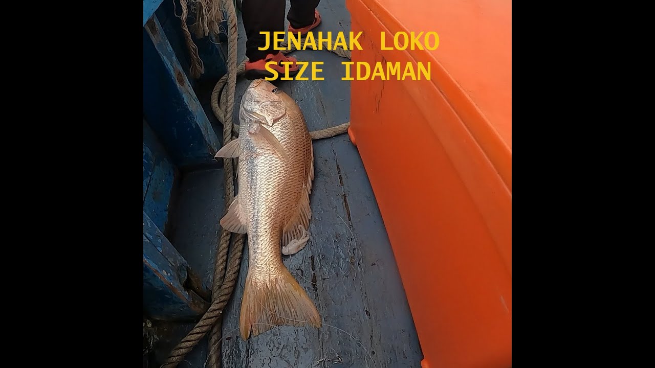 MEMANCING IKAN DI LALUAN IW , SG. BESAR (BOT BLUEFIN SPORT FISHING ...