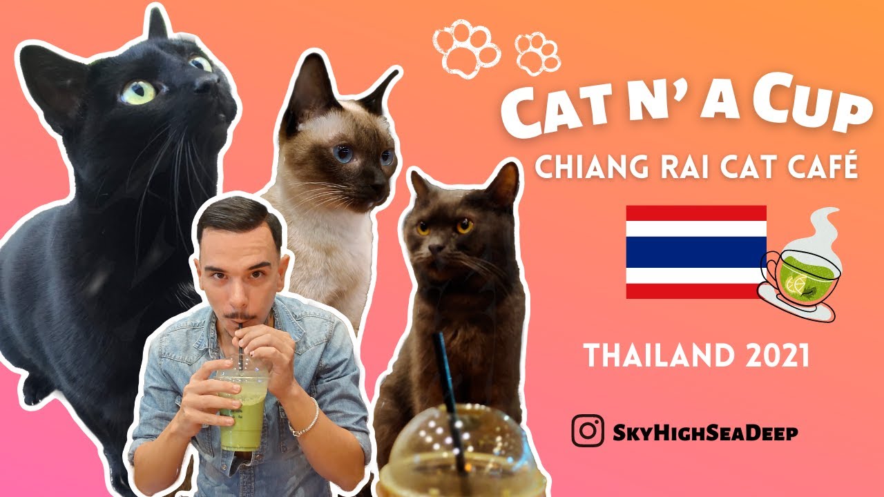 Visiting Chiang Rai’s adorable Cat Café | Cat n’ a Cup | Northern ...