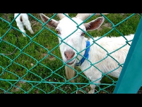 Solar Goats in Japan - YouTube
