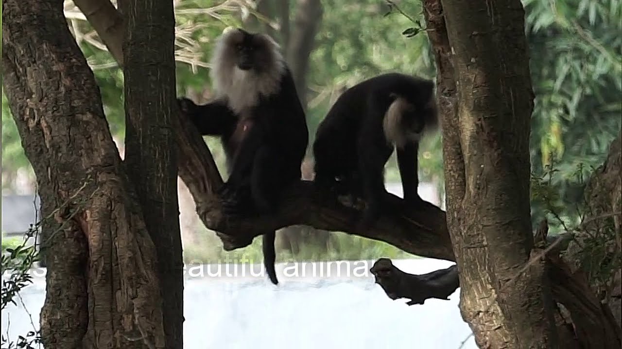 Couple of monkey kissing #Animalsex #funny videos #Animals beauty - YouTube