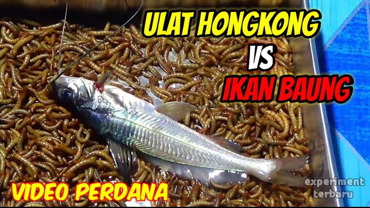 experiment ulat hongkong vs ikan baung, apa yh terjadi ya? - YouTube