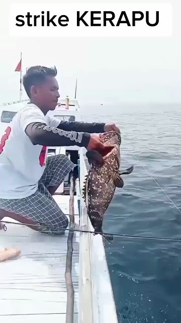 KERAPU berwarna BATIK #mancing #fishing #kerapu - YouTube
